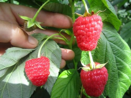 МАЛИНА ХИМБО ТОП, купить в Одессе, Киеве и Украине | Agro-Market