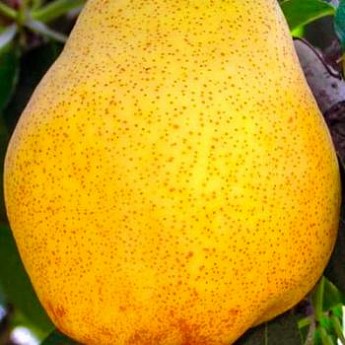 Груша "Киффер": купить в Одессе, Киеве и Украине - Agro-Market