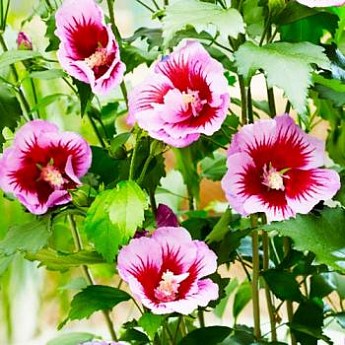 Гібіскус сирійський напівмахровий "Flower Tower Purple" купити поштою в ...