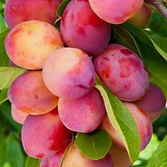 Слива колоновидная "Империал": купить в Одессе, Киеве и Украине - Agro ...