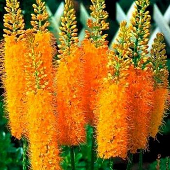 Эремурус "Rexona": купить в Одессе, Киеве и Украине - Agro-Market