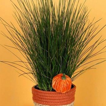 Джункус "Pencil Grass" купити поштою в Одесі, Києві, Україні | Agro-Market