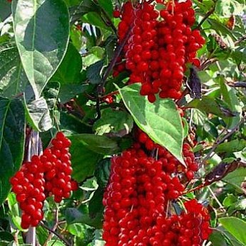 Лимонник китайский "Schisandra chinensis": купить в Одессе, Киеве и ...